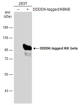 Anti-IKK beta antibody (ab183966) | Abcam