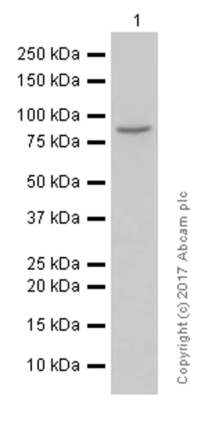 Anti-IKK beta antibody [Y466] (ab32135) | Abcam