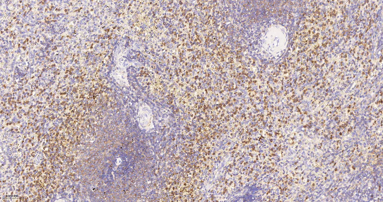 Anti-IKK epsilon antibody [5D10] (ab326713) | Abcam中文官网