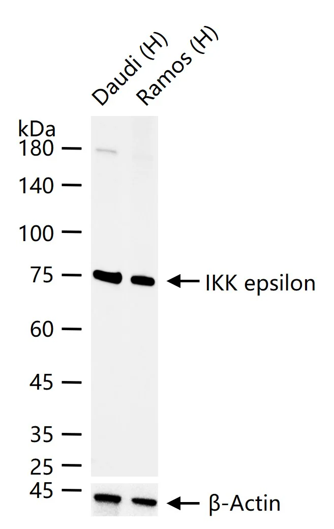 Anti-IKK epsilon antibody [5D10] (ab326713) | Abcam中文官网