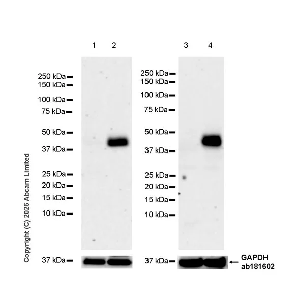 Anti-IL-12 p40 antibody [EPR28679-579] - BSA and Azide free (ab326574 ...
