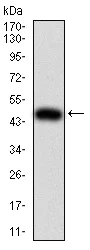 Anti-IL-28A antibody [6H9E6] (ab233754) | Abcam