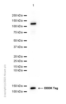 Anti-IL-3RB antibody [EP1037Y] (ab52609) | Abcam