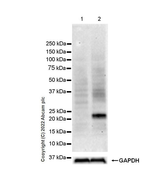 Anti-IL-6 antibody [EPR23819-103] (ab290735) | Abcam