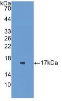 Anti-IL36 gamma/IL-1F9 antibody (ab233420) | Abcam