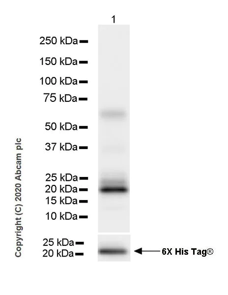 Anti-IL36 gamma/IL-1F9 antibody [EPR23333-107] (ab272731) | Abcam