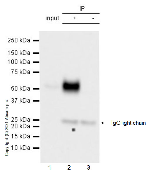 Anti-IL3RA/CD123 antibody [EPR24481-20] 20 ul size (ab280355) | Abcam