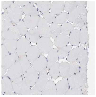Anti-IMP3 antibody (ab273131) | Abcam
