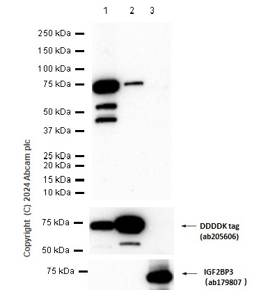 Anti-IMP3 antibody [EPR12021-114] (ab179807) | Abcam