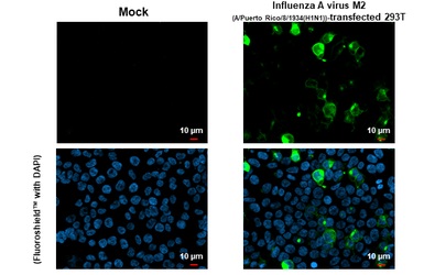 Anti-Influenza A virus M2 (matrix protein) antibody [HL1856] - BSA and ...