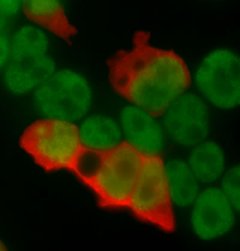 Anti-Influenza A Virus Nucleoprotein antibody [AA5H] (ab20343) | Abcam