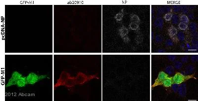 Influenza A Virus Nucleoprotein抗体[AA5H] (ab20343)| Abcam中文官网