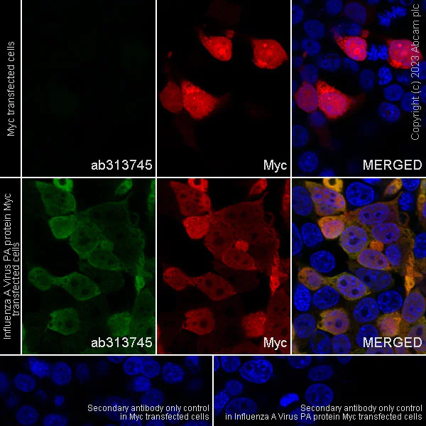 Anti-Influenza A Virus PA protein antibody [EPR28250-39] - BSA and ...