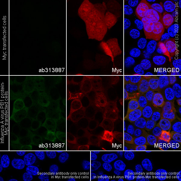 Anti-Influenza A virus PB1 antibody [EPR28248-26] (ab313887) | Abcam