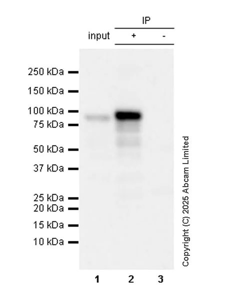 Anti-Influenza A virus PB1 protein antibody [F5-19] - BSA and Azide ...