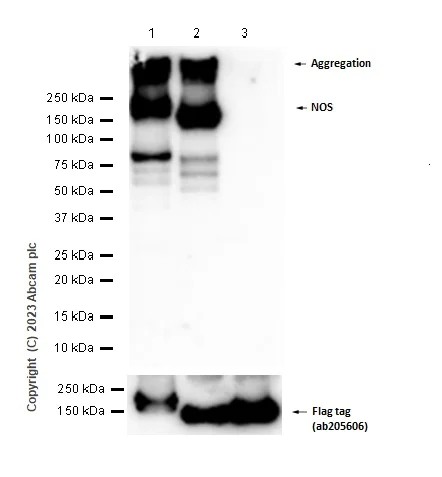 Anti-iNOS+nNOS antibody [EP16634] (ab202417) | Abcam