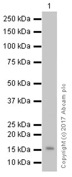 Anti-INSL3 antibody [EPR20739] (ab227974) | Abcam