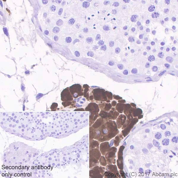 Anti-INSL3 antibody [EPR20739] - BSA and Azide free (ab228460) | Abcam