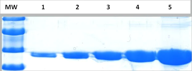 InstantBlue® Coomassie Protein Stain (ISB1L) (ab119211) | Abcam