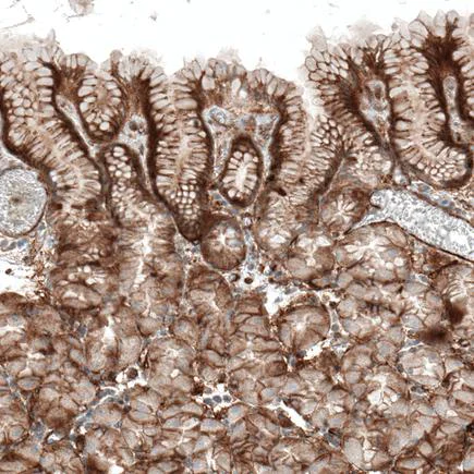 Anti-Integrin alpha 1 antibody [CL7207] (ab243032) | Abcam