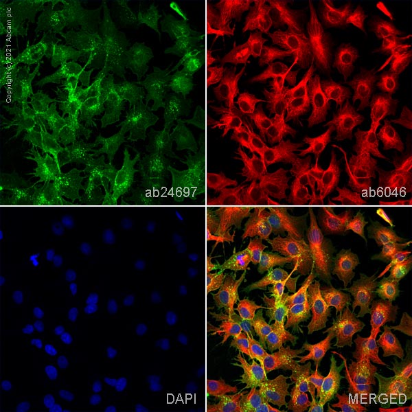 Anti-Integrin alpha 2+beta 1 antibody [P1E6] (ab24697) | Abcam