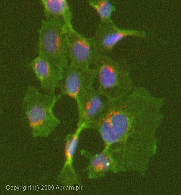 Anti-Integrin alpha 3 antibody [J143] (ab11767) | Abcam