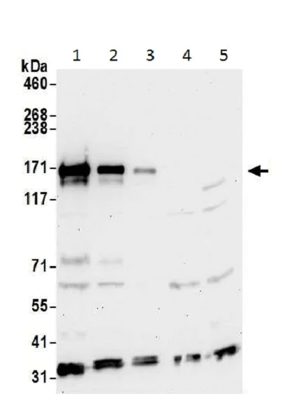 Anti-Integrin alpha 4/CD49D antibody (ab226362) | Abcam