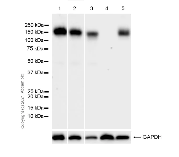 Anti-Integrin alpha 5 antibody [1/CD49e] (ab288767) | Abcam