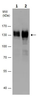 Integrin alpha 5抗体 (ab226816)| Abcam中文官网