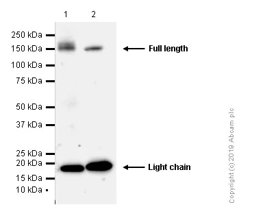 Anti-Integrin alpha 5 antibody [EPR7854] KO tested (ab150361) | Abcam