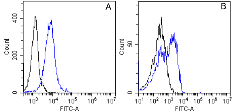 Anti-Integrin alpha 5 + beta 1 antibody [M200 (Volociximab)] (ab275977 ...