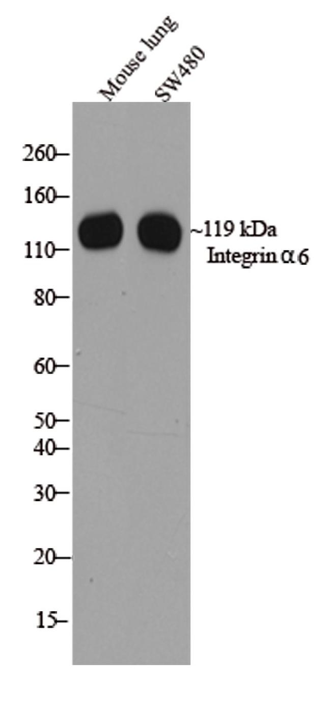 Anti-Integrin alpha 6 antibody [RP23040047] (ab308050) | Abcam