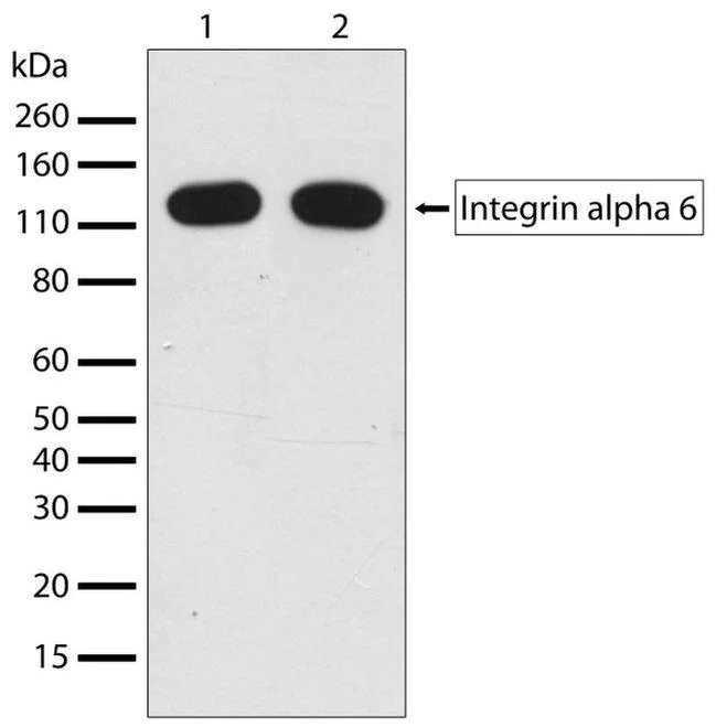 Anti-Integrin alpha 6 antibody [RP23040047] (ab308050) | Abcam