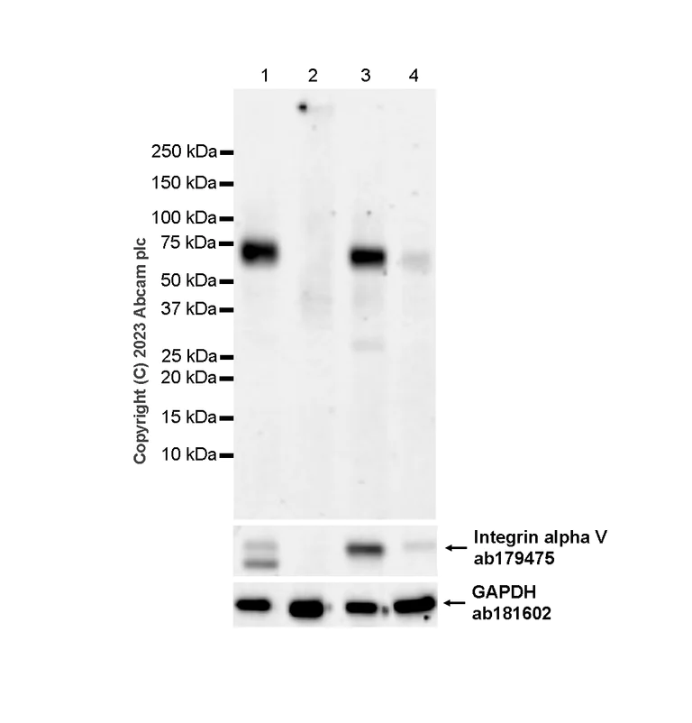 Anti-Integrin alpha V antibody [EPR16800] (ab179475) | Abcam