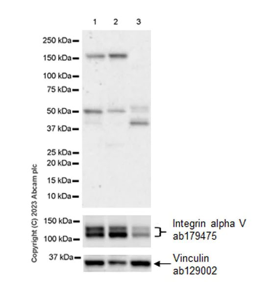 Anti-Integrin alpha V antibody [EPR16800] (ab179475) | Abcam