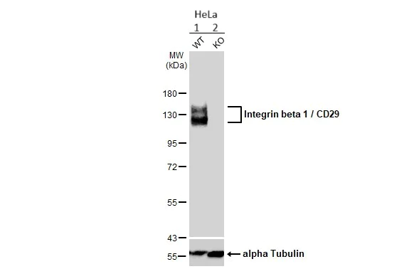 Integrin beta 1抗体 (ab183666)| Abcam中文官网