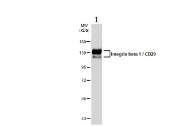 Integrin beta 1抗体 (ab183666)| Abcam中文官网