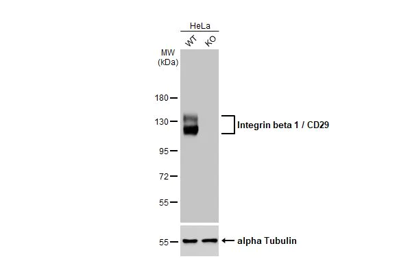 Anti-Integrin beta 1/CD29 antibody [HL1255] - BSA and Azide free ...
