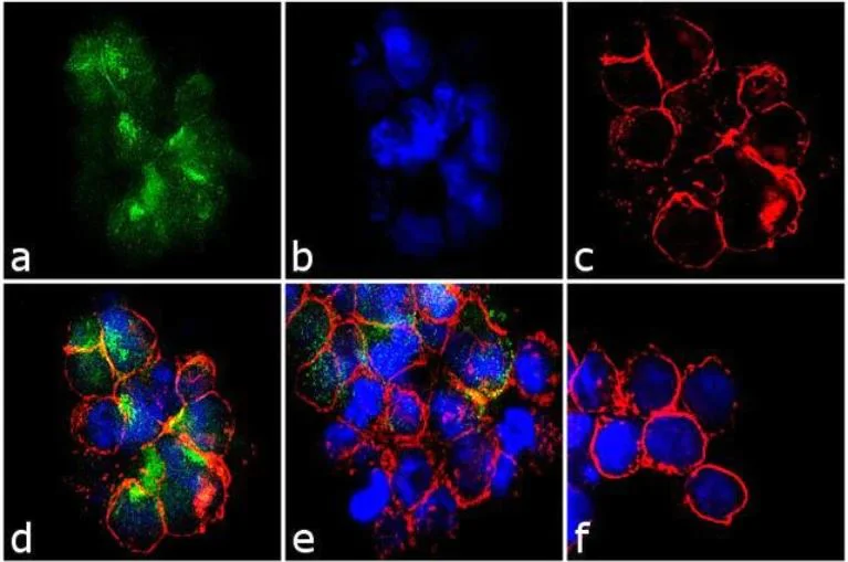 Anti-Integrin beta 1 (phospho T788 + T789) antibody (ab5189) | Abcam