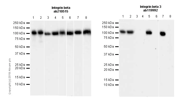 Integrin beta 3抗体[EPR2342] (ab119992)| Abcam中文官网
