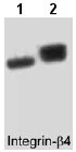 Anti-Integrin beta 4 antibody [M126] (ab29042) | Abcam