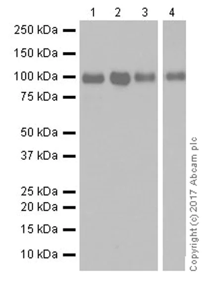 Anti-Integrin beta 5 antibody [EPR19170] (ab184312) | Abcam