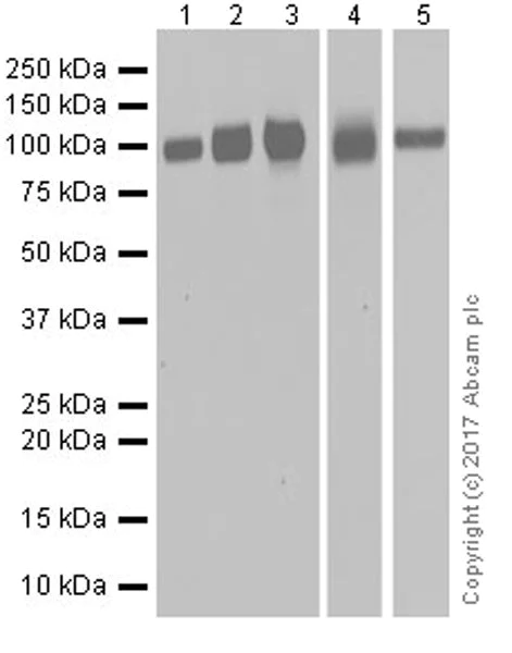 Anti-Integrin beta antibody [EPR20825] (ab210515) | Abcam