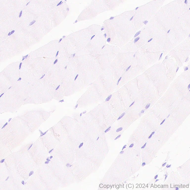Anti-intestinal alkaline phosphatase antibody [EPR15201(B)] - BSA and ...