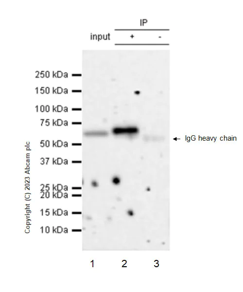 Anti-INTS11 antibody [EPR28317-52-] - BSA and Azide free (ab315167) | Abcam