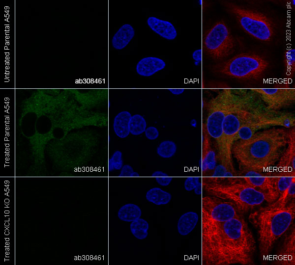 Anti-IP10 antibody [EPR27520-63] KO Tested (ab308461) | Abcam