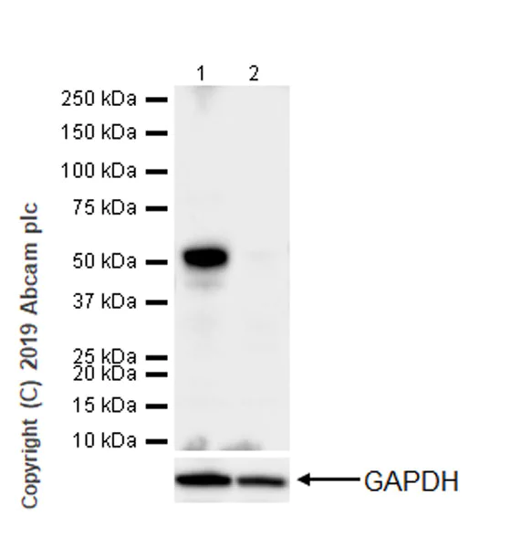 Anti-IPPK/IPK1 antibody [EPR20893-54] (ab230807) | Abcam