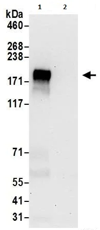Anti-IPS1 antibody (ab240581) | Abcam