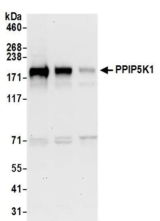 Anti-IPS1 antibody (ab240581) | Abcam