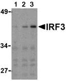 Anti-IRF3 antibody (ab25950) | Abcam